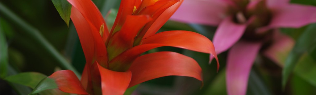 Growing Bromeliads Indoors Overview - Bromeliad Plant Care