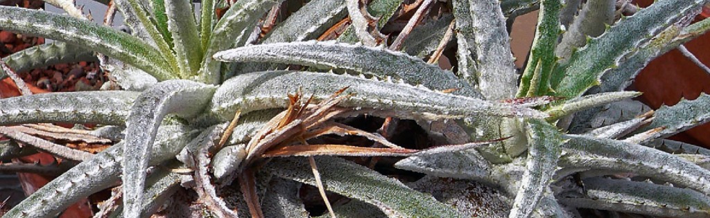 Introducing Hechtia: A Bromeliad of a Different Variety