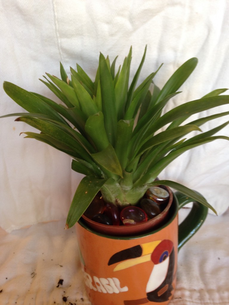 Growing Bromeliads Together Part 2 - Bromeliads Plant Care