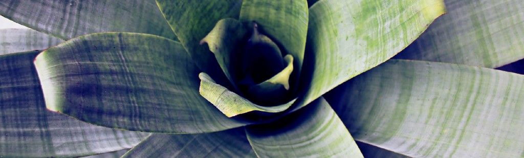 How to Identify 4 Common Bromeliad Diseases - Bromeliads.info