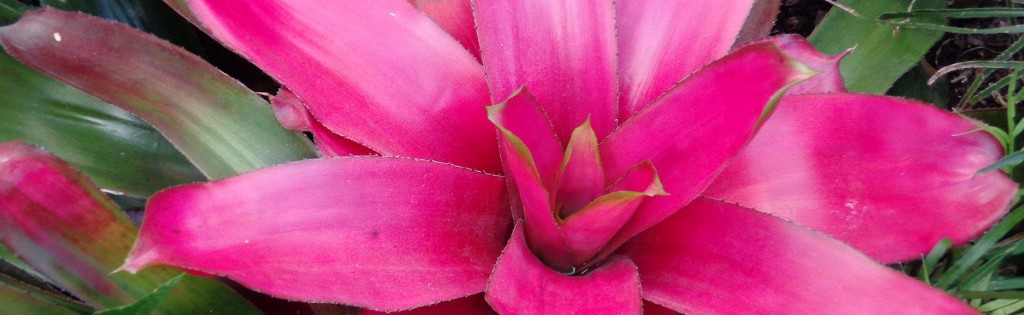 How to Mount Bromeliads the Right Way - Bromeliad Plant Care
