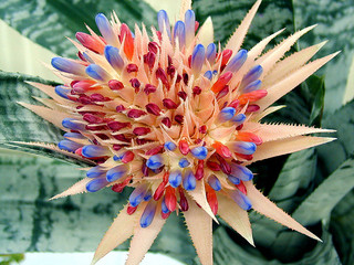 Reblooming Bromeliads: Your Questions Answered - Bromeliads.info